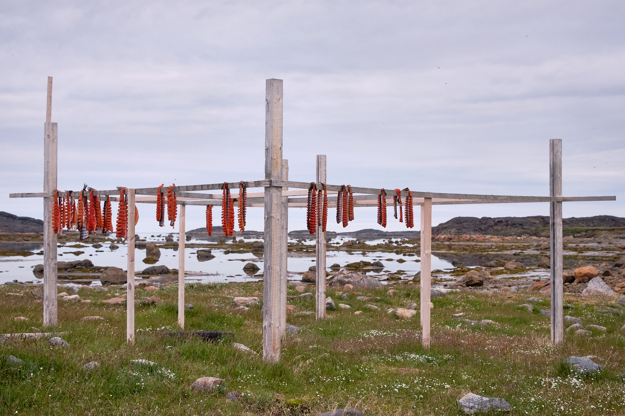 Drying fish (Arctic Char) in Greenland - Lisa Germany